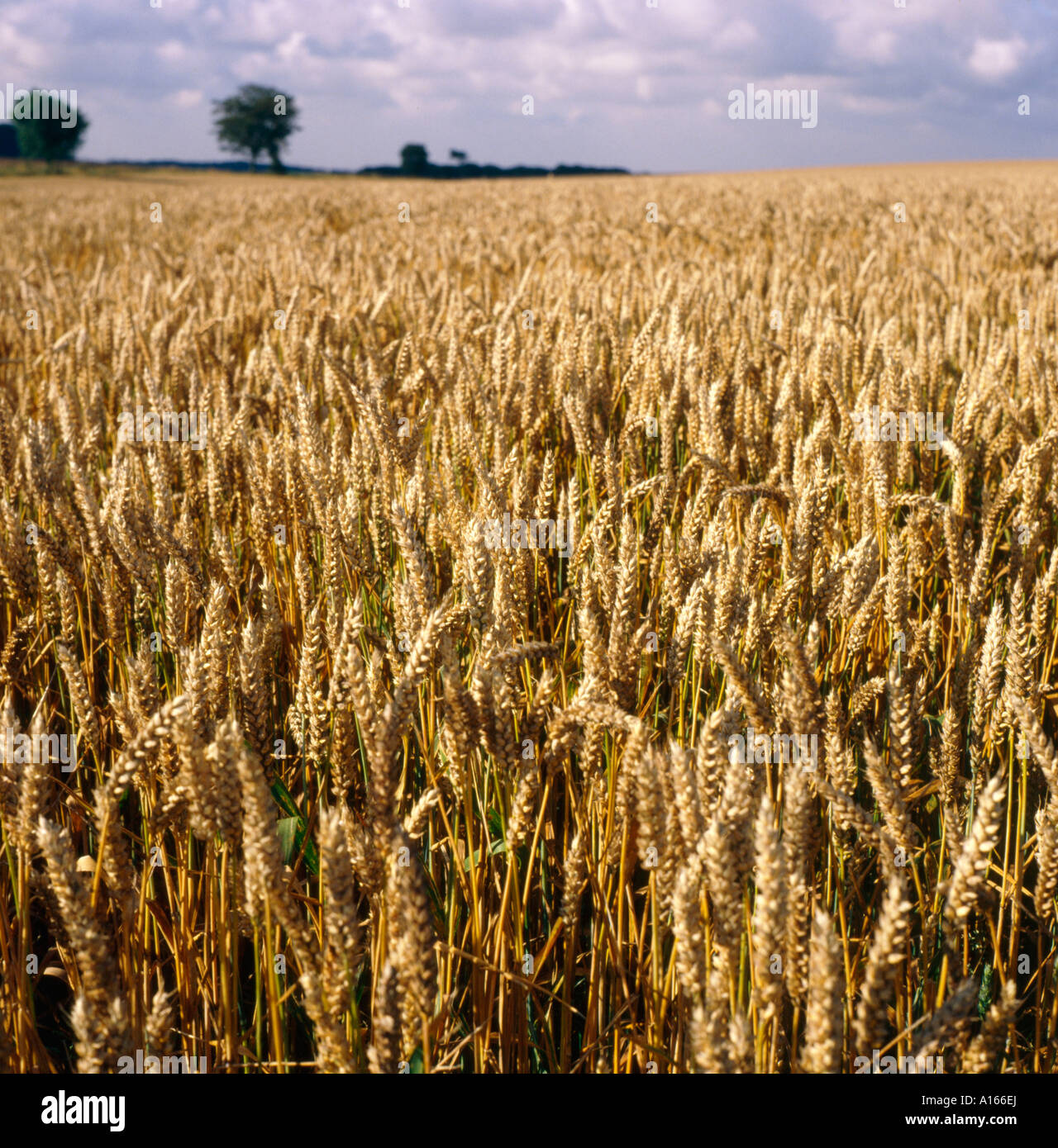 Wheat field in Norfolk uk Stock Photo - Alamy