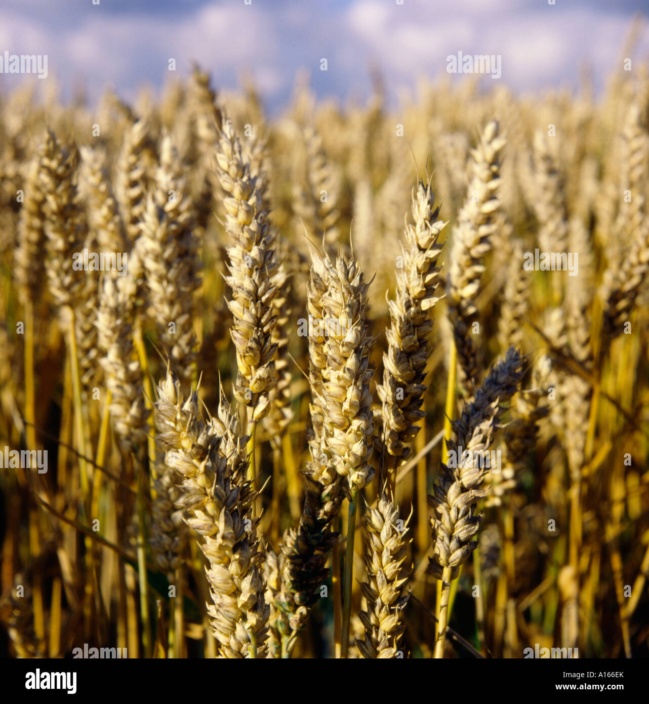 Wheat field in Norfolk uk Stock Photo - Alamy