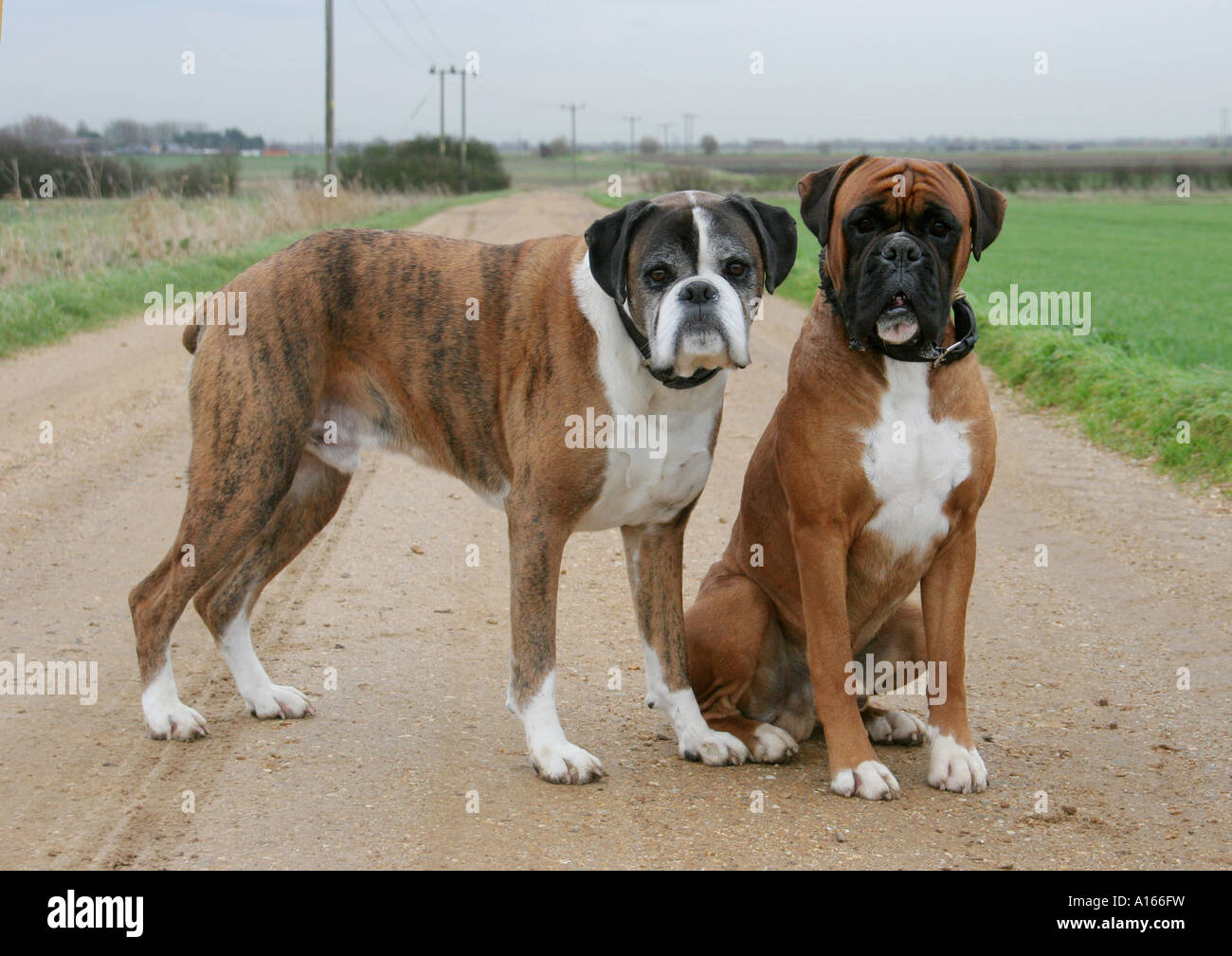 Two boxer dogs, one standing and one sitting, on a long straight track ...