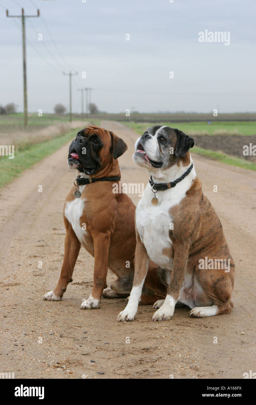 English boxers Alfie & Charlie Stock Photo - Alamy