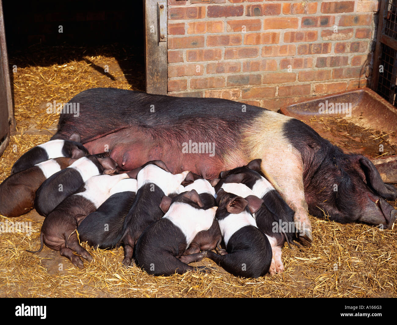 Pigs feeding pigs black and white hi-res stock photography and images ...