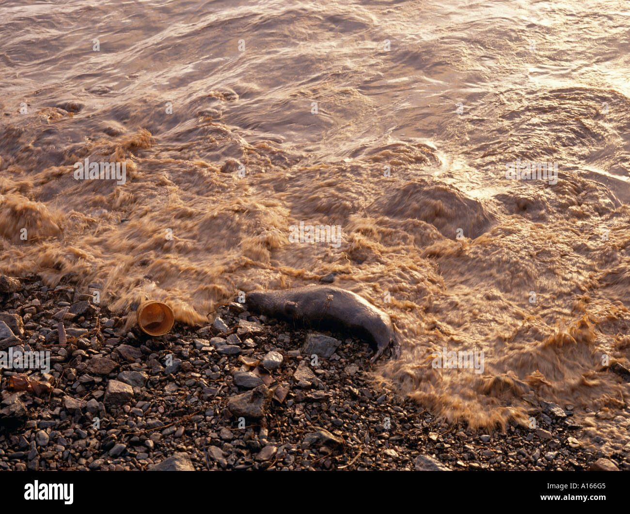 Dead seal and sea polluted with crude oil after Braer tanker grounding ...