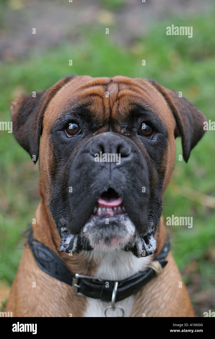 Alfie the boxer stares into camera Stock Photo - Alamy