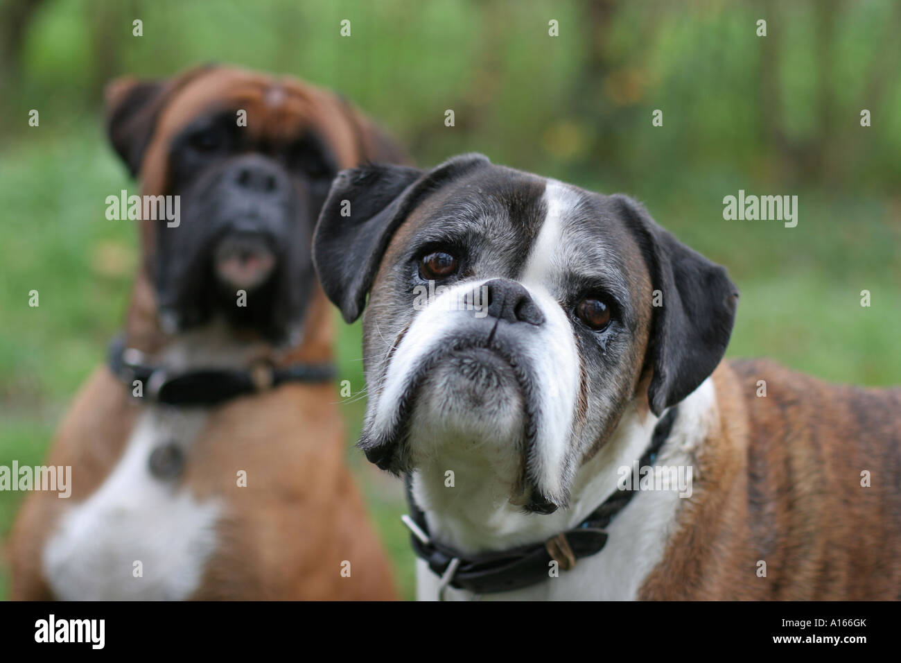 Two boxer dogs - only one in focus - turn heads to camera Stock Photo ...