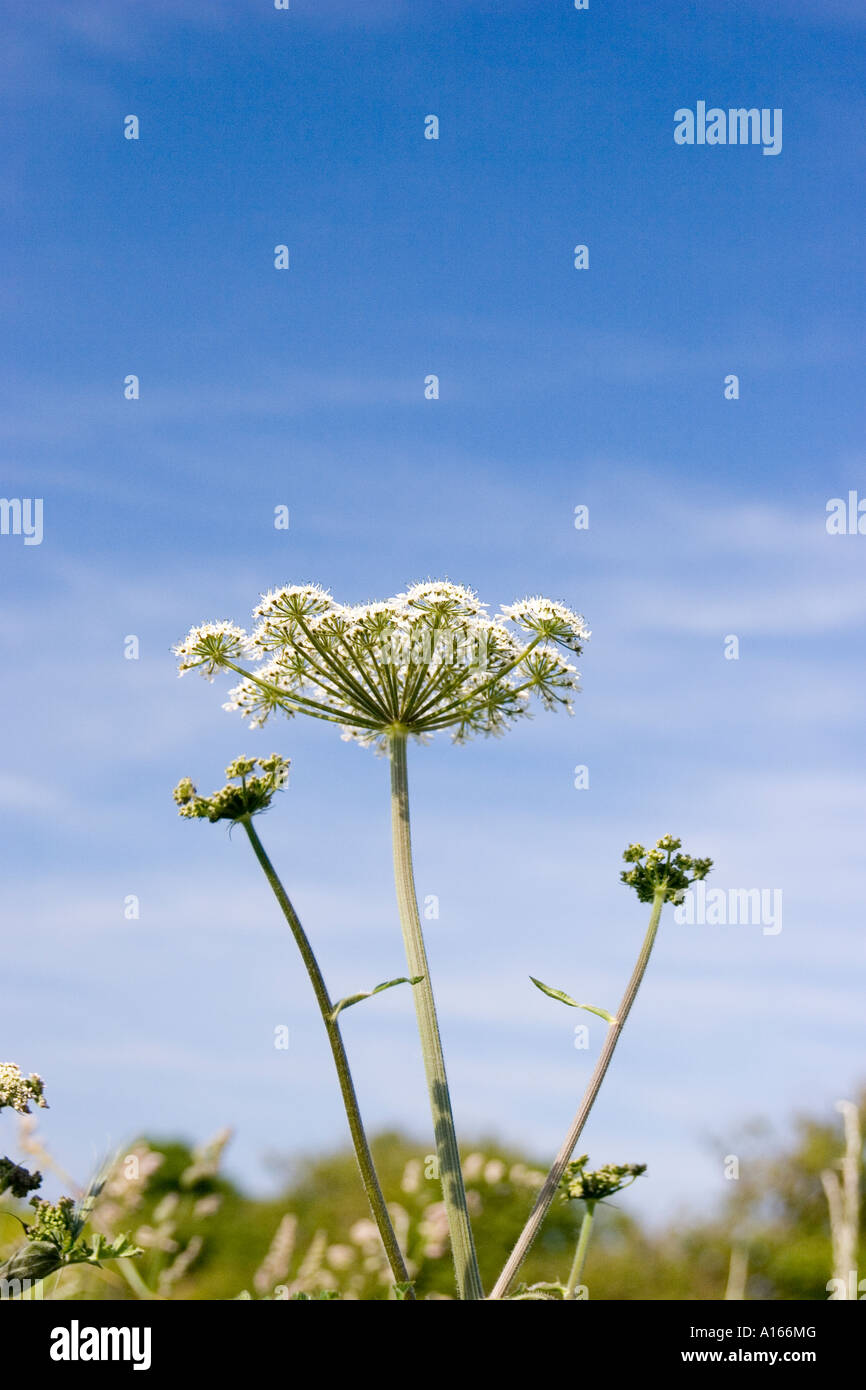 Hogweed or Ground Elder, England (early June Stock Photo - Alamy