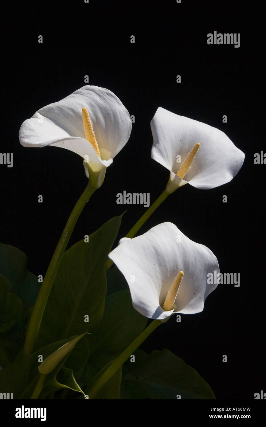Three lillies hi-res stock photography and images - Alamy