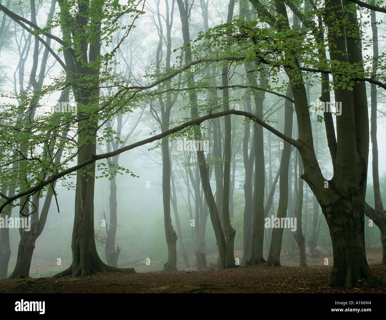 Beech corporation hi-res stock photography and images - Alamy