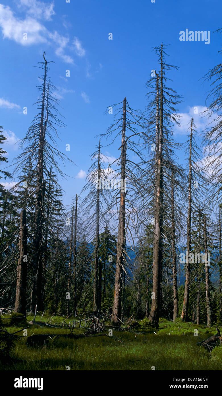 Spruce trees acid rain hi-res stock photography and images - Alamy