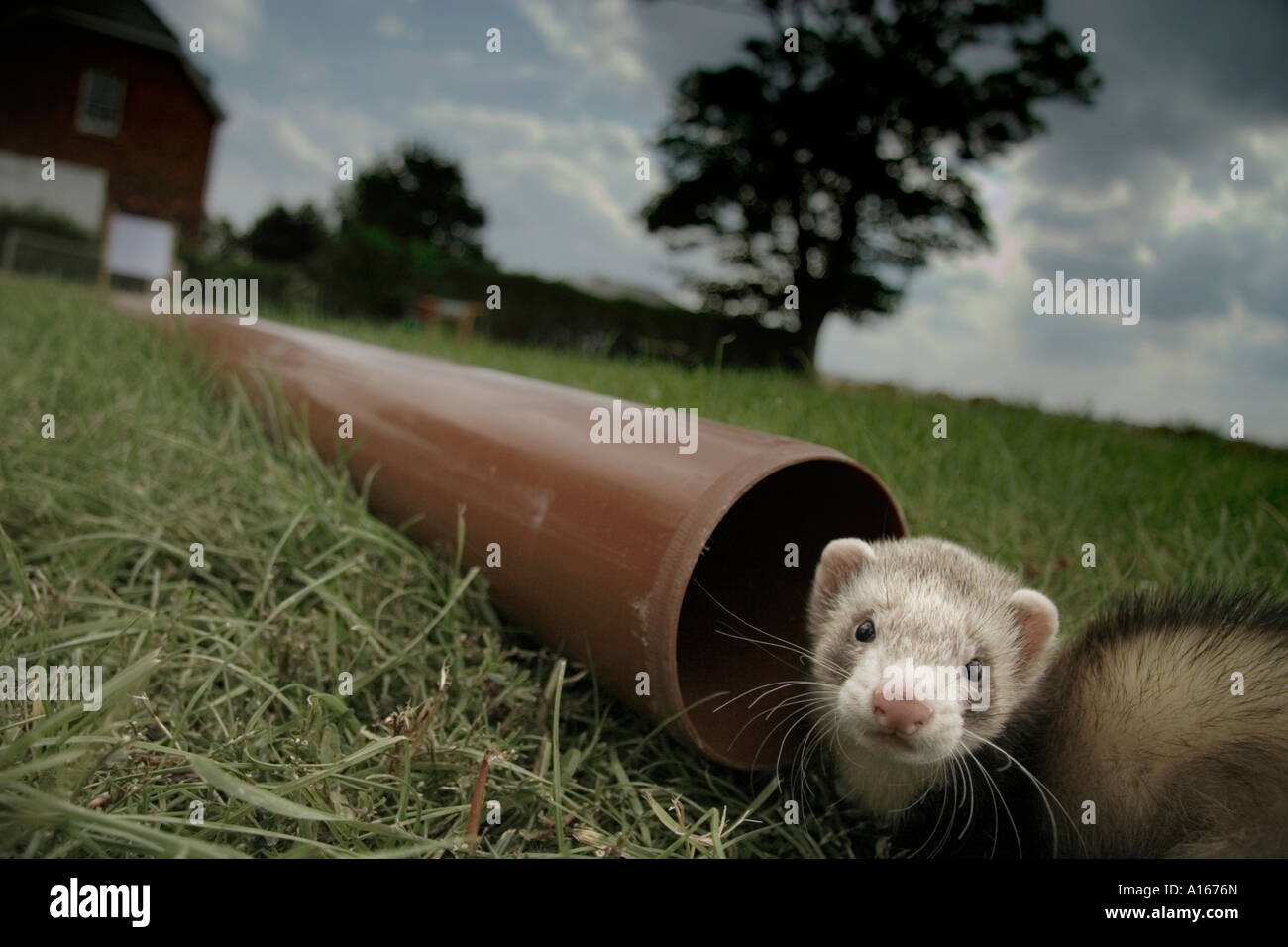 Low view of a ferret staring, about to run up a pipe, Lincolnshire ...
