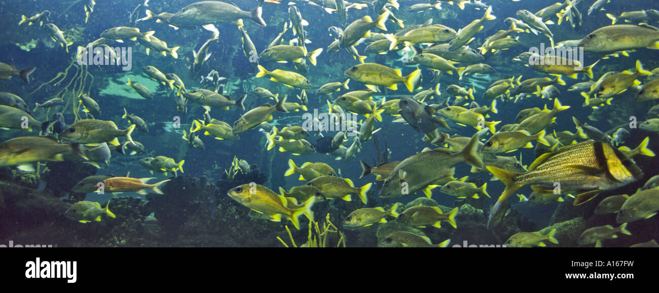 Fish water tank at Florida Aquarium, Tampa, Florida, USA Stock Photo ...