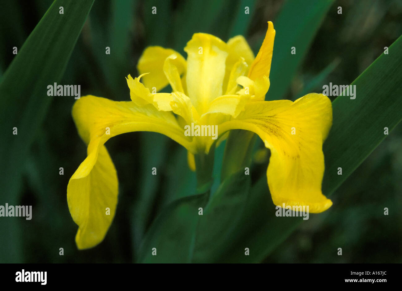 Iris Pseudacorus 'Yellow Flag Iris' Stock Photo - Alamy