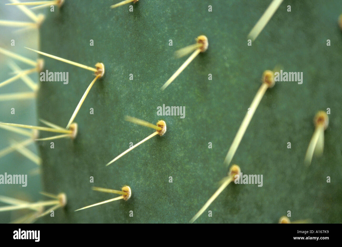 Beaver tail cactus hi-res stock photography and images - Alamy