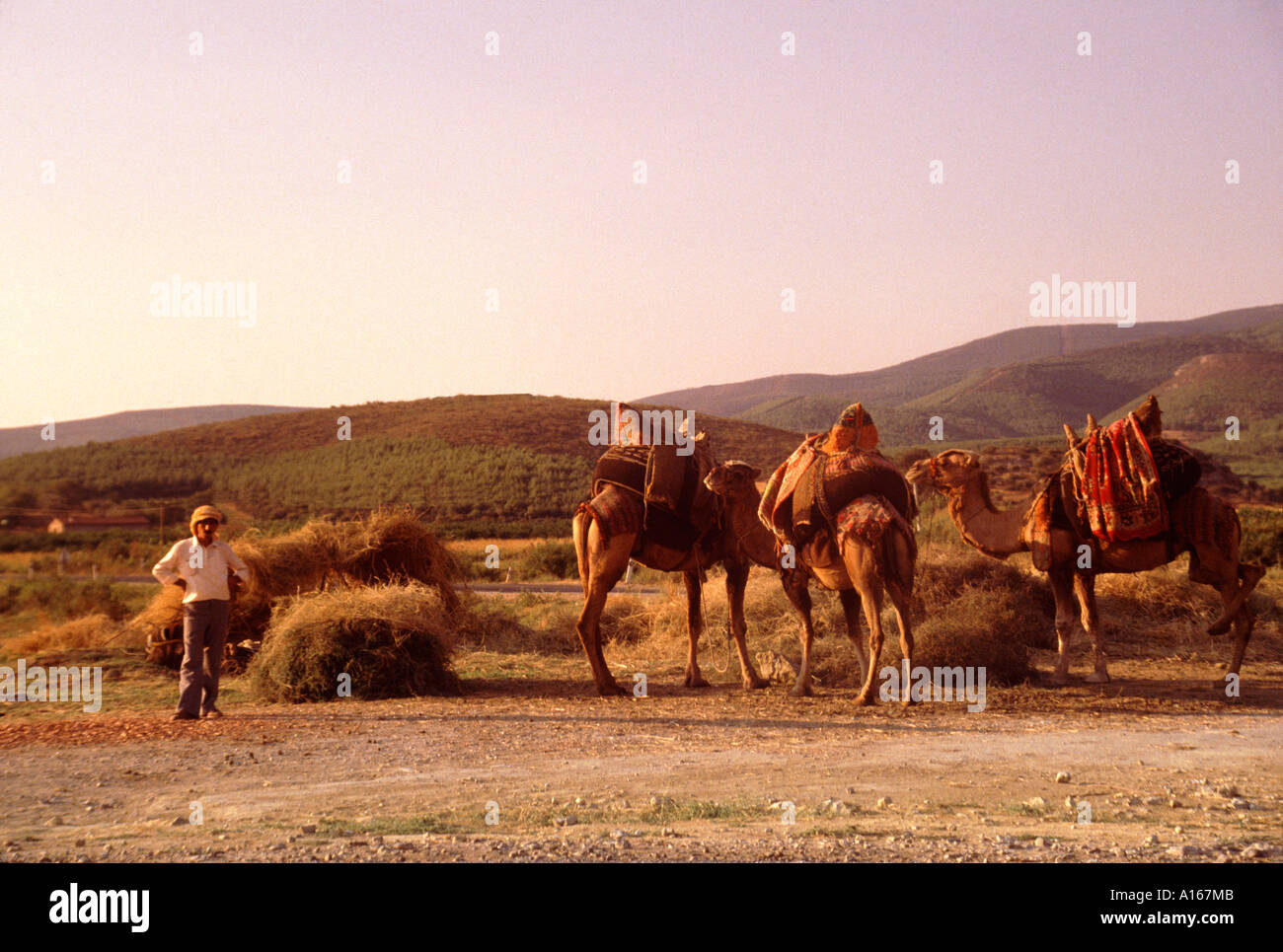 Camel train taking a rest Stock Photo - Alamy
