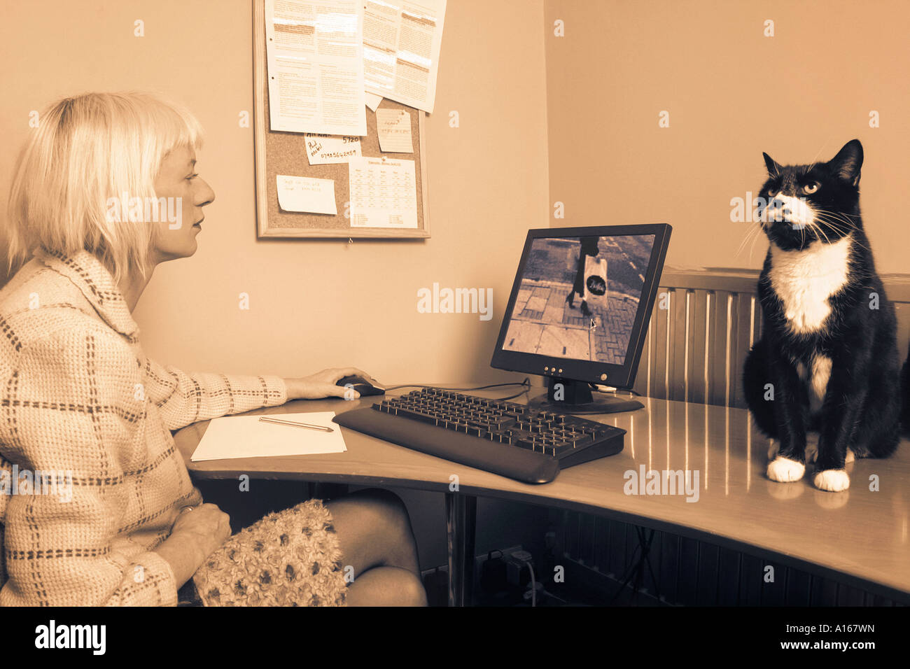 Woman using computer with cat sat on desk Stock Photo - Alamy