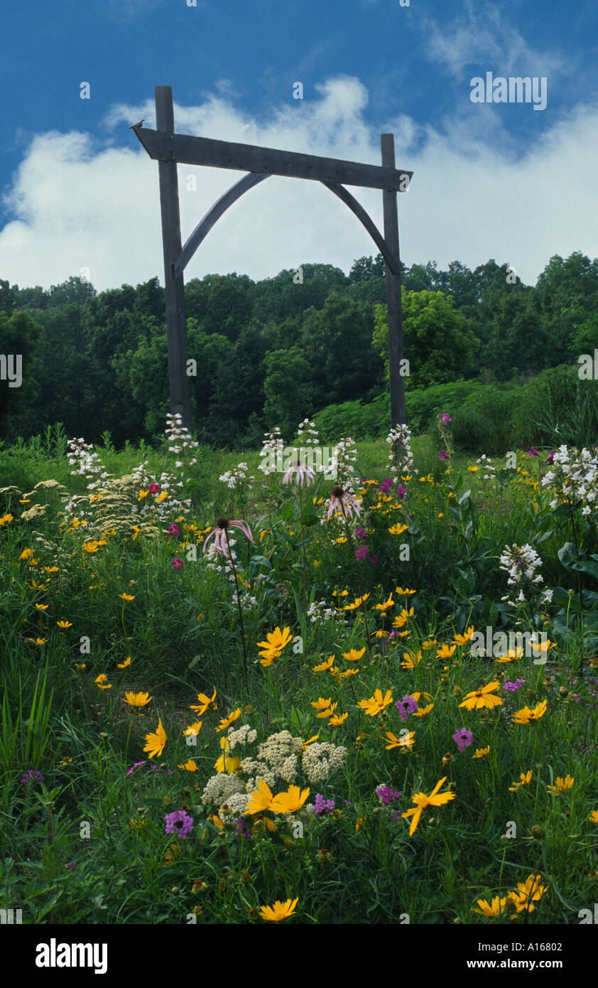 Tall tickseed hi-res stock photography and images - Alamy
