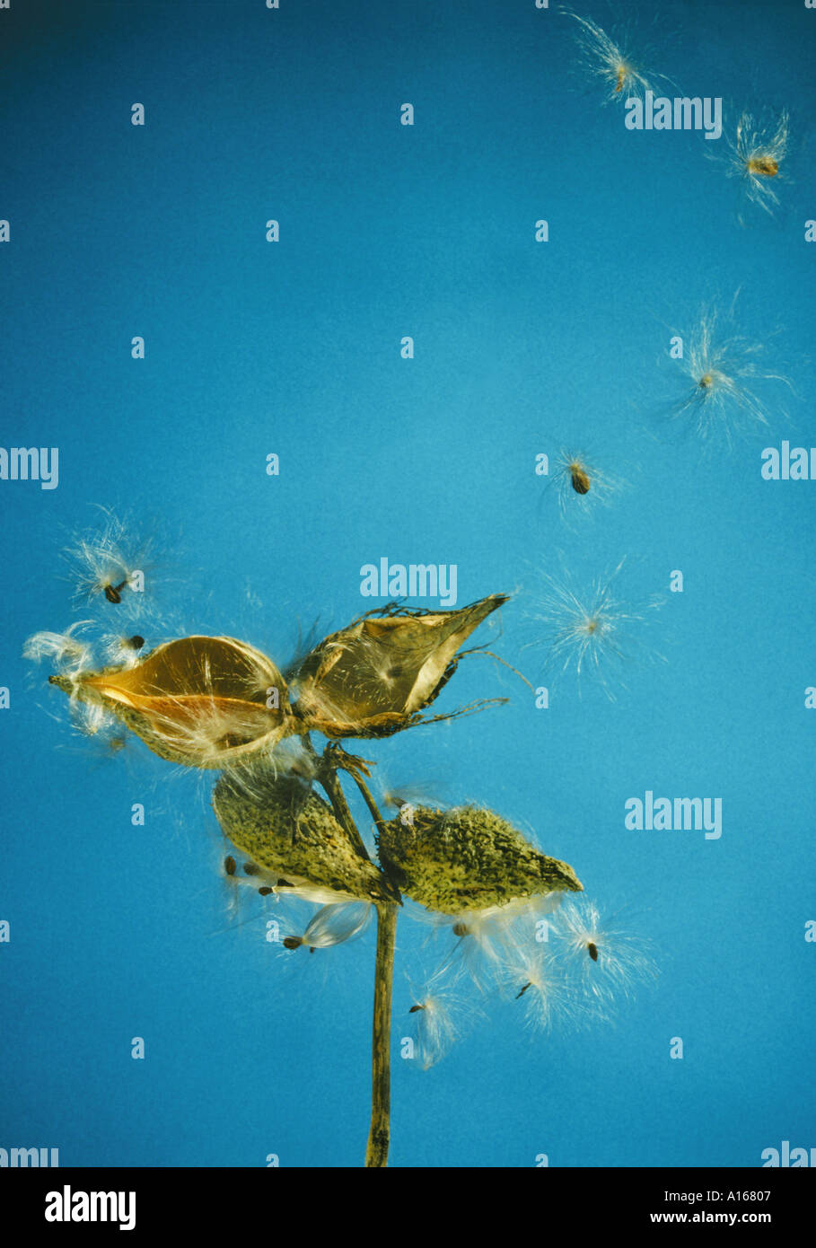 Fragile wind borne reproduction spreading seeds lift exhuberance beauty ...