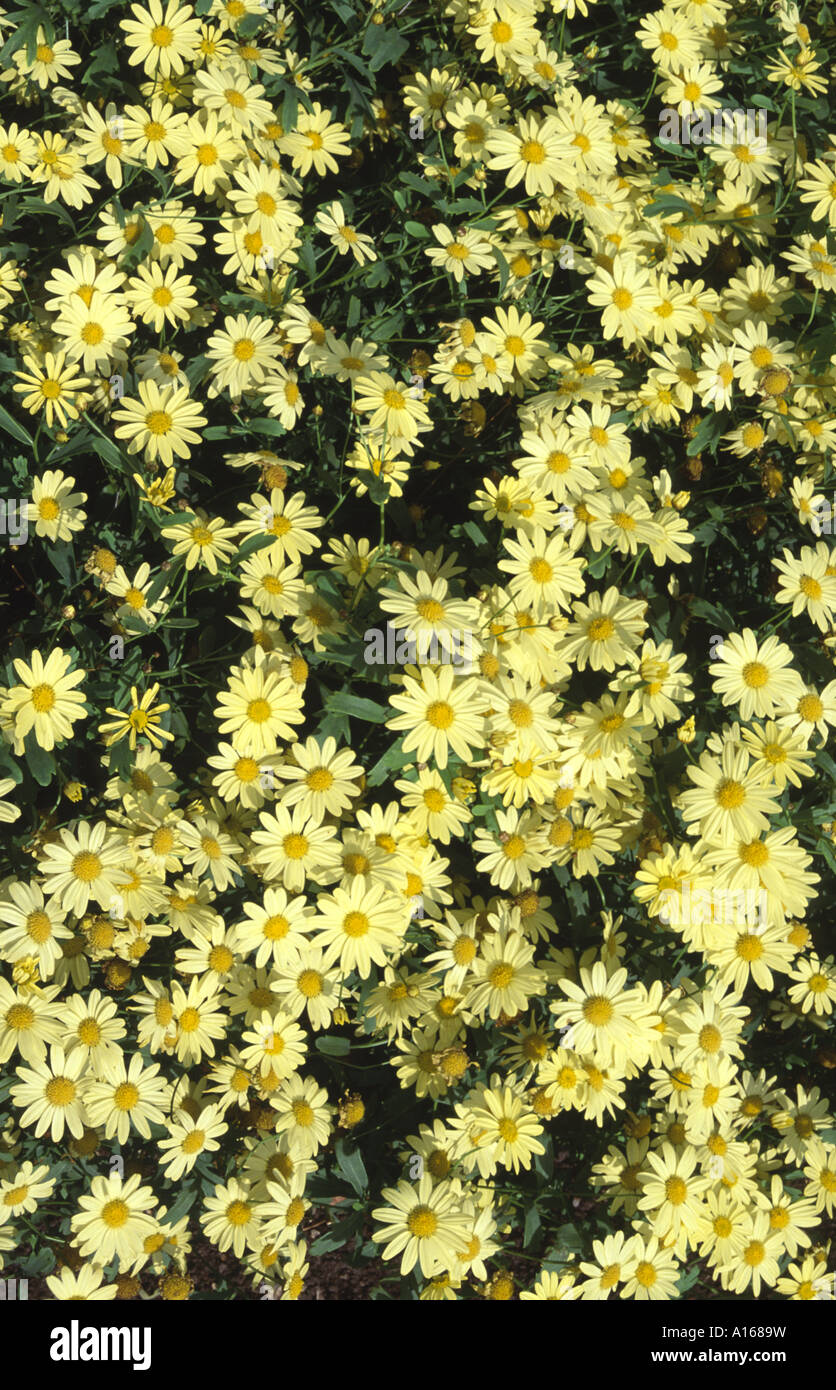 Yellow Marguerite daisy in bloom Stock Photo - Alamy
