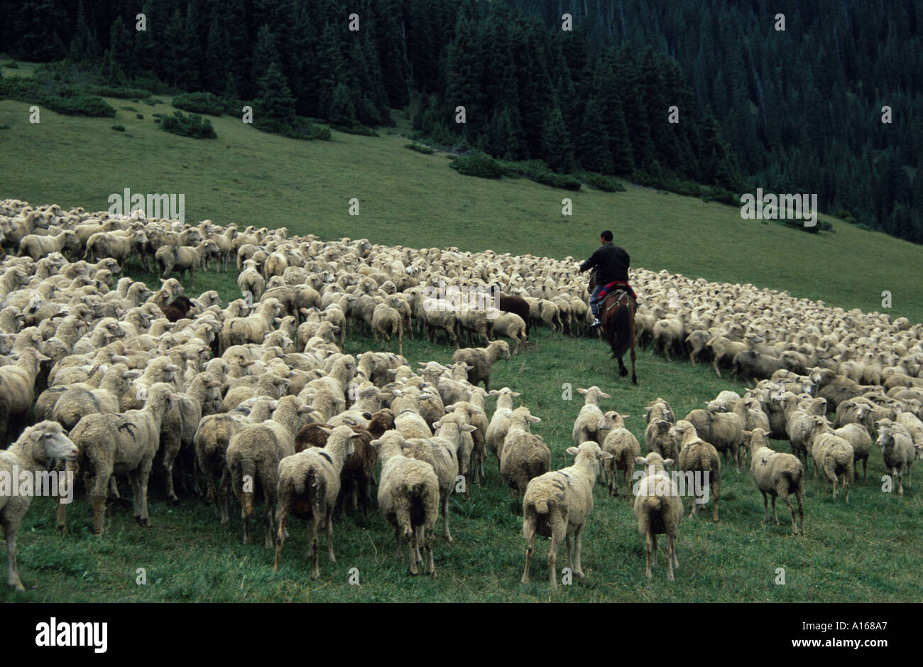 Kazakh herdsman hi-res stock photography and images - Alamy