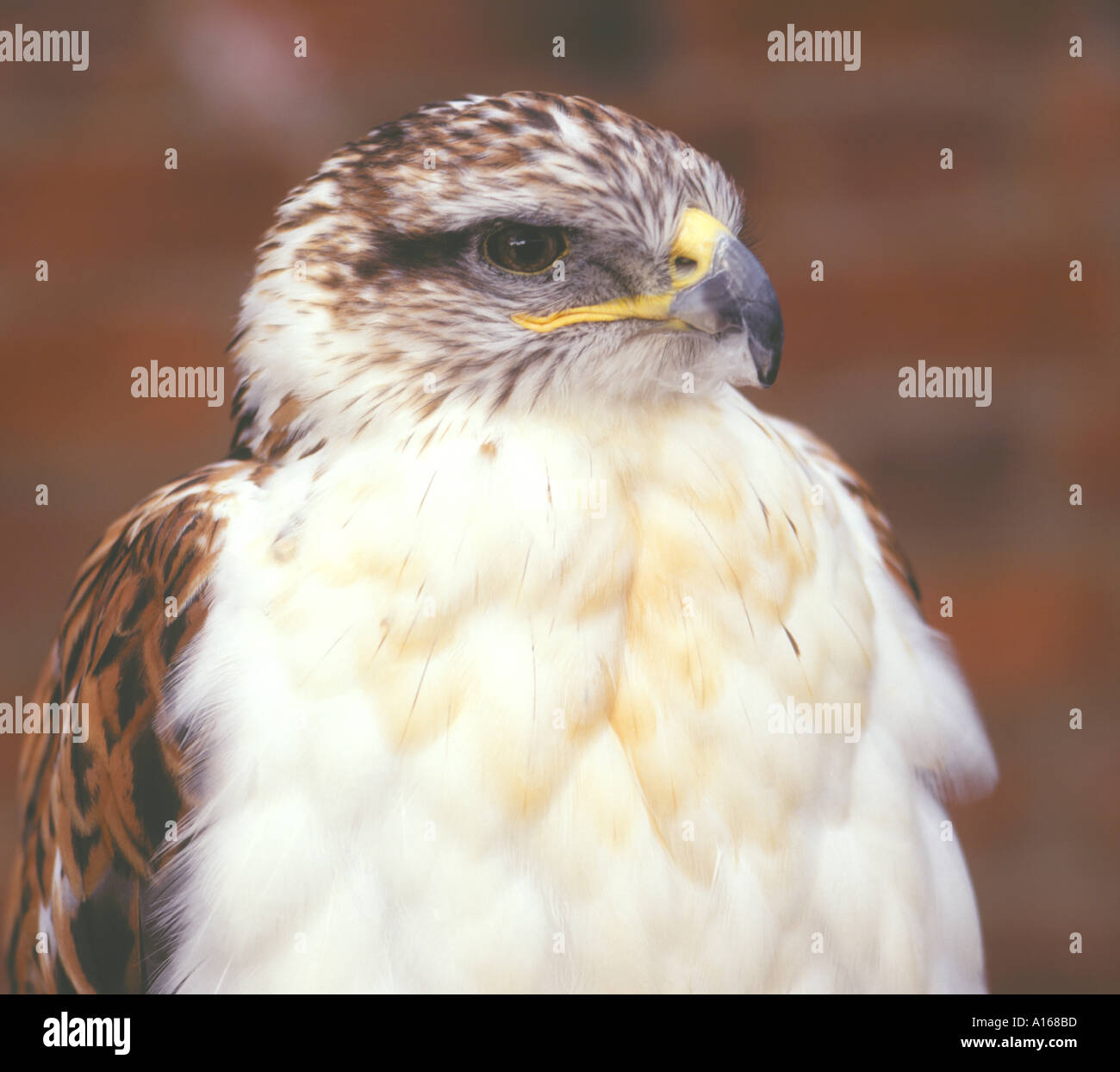 Falcon bird pray hi-res stock photography and images - Alamy