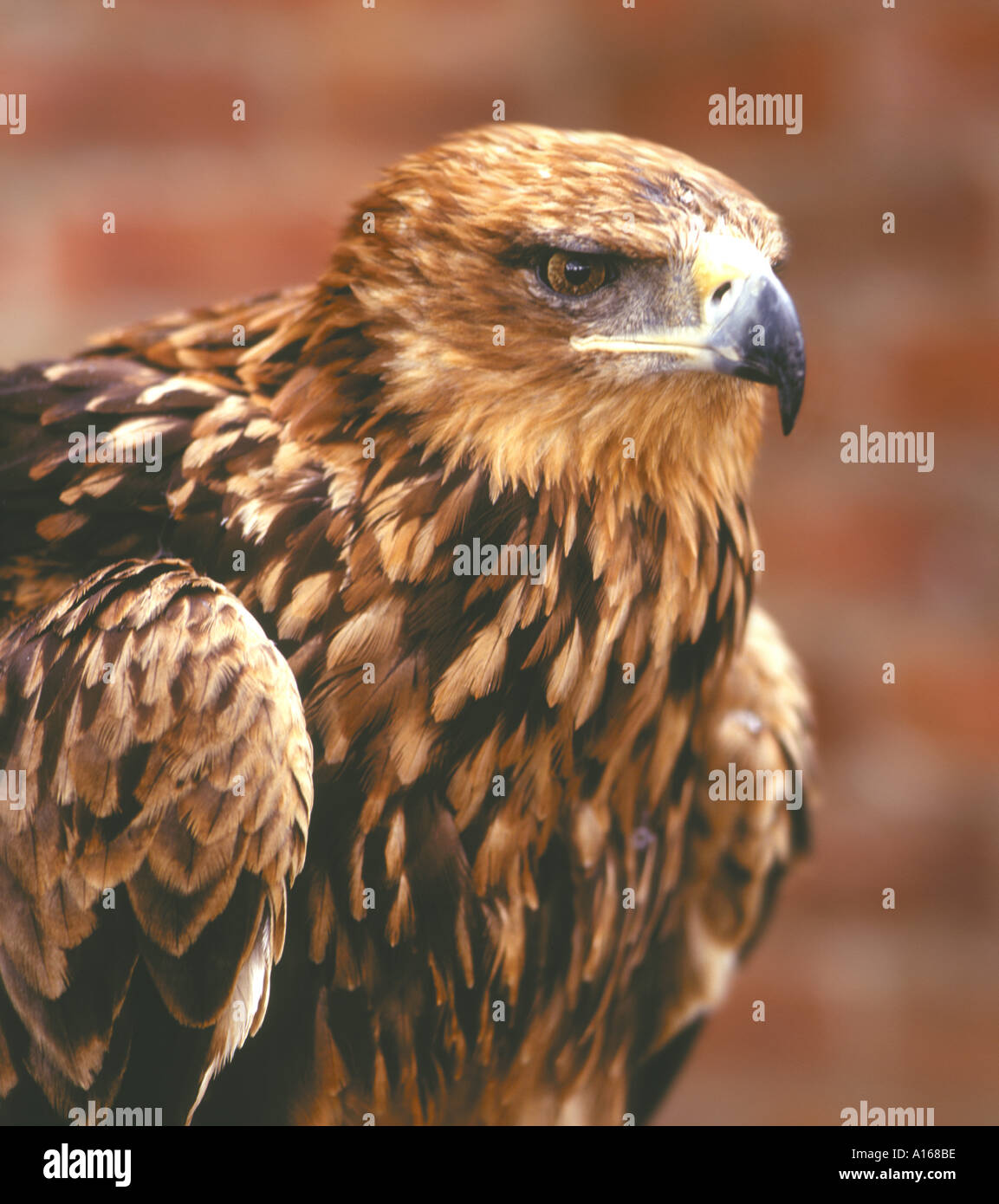 eagle bird of pray Stock Photo - Alamy