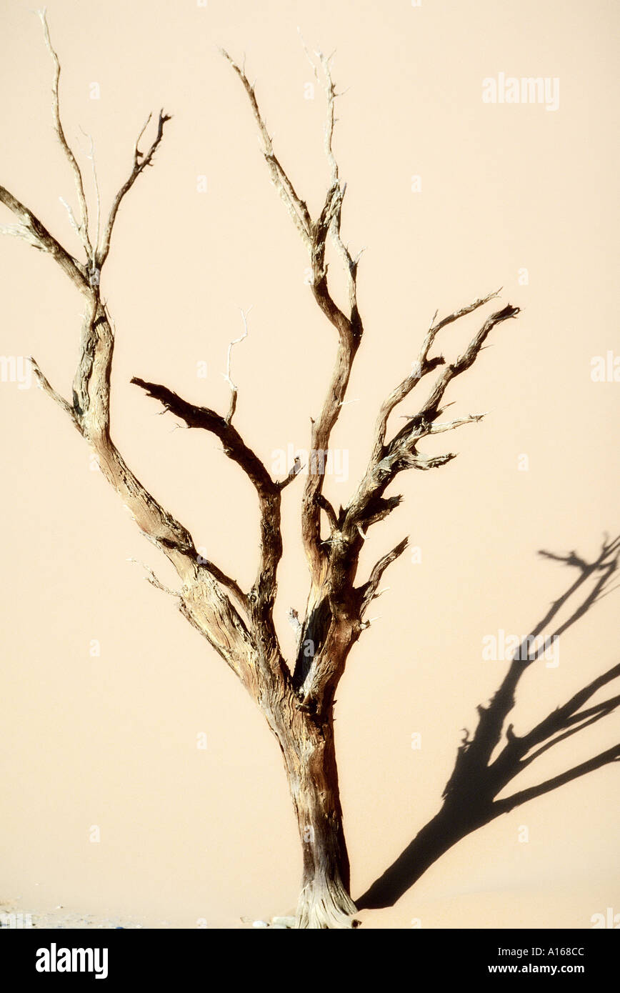 Dead tree in the desert namibia Stock Photo - Alamy
