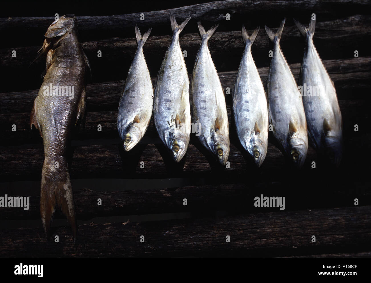 Seven fish on wooden floor drying Thailand Stock Photo - Alamy