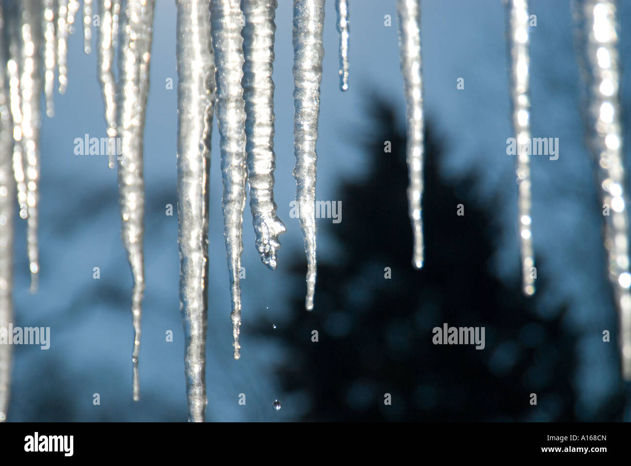 Dripping Icicles 2 Stock Photo - Alamy