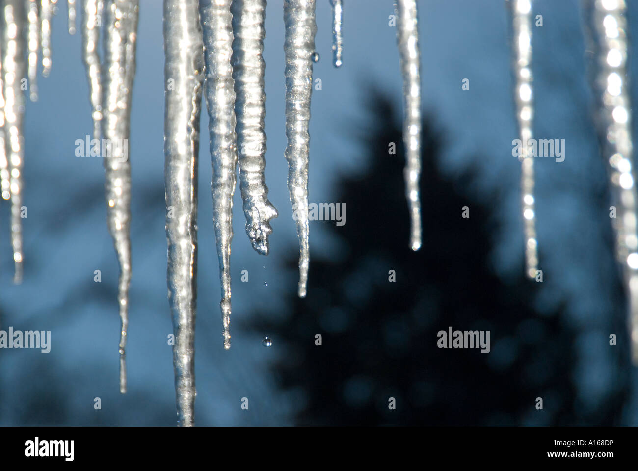 Icicle Drip. Drop of water falling off melting icicle Stock Photo - Alamy