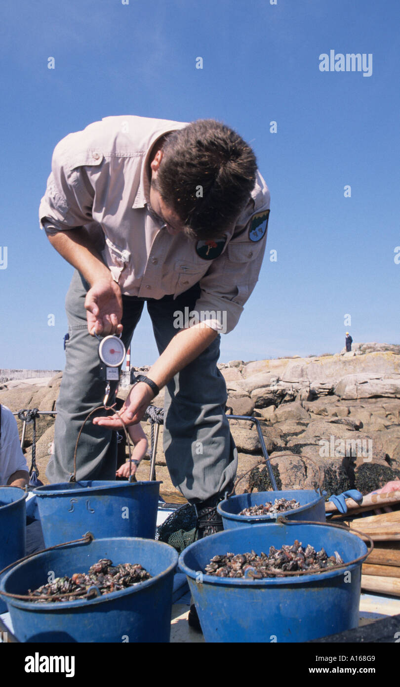 inspector MONITORING Percebeiros Goose barnacle fishermen sorting their ...