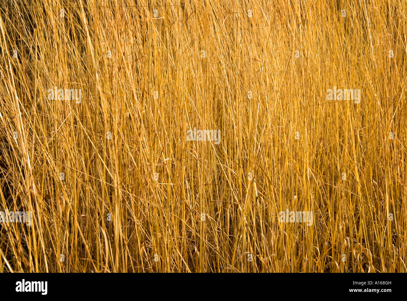 Ecosystem prairie hi-res stock photography and images - Alamy