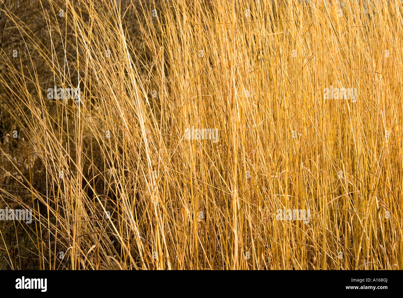 Settlers prairie hi-res stock photography and images - Alamy