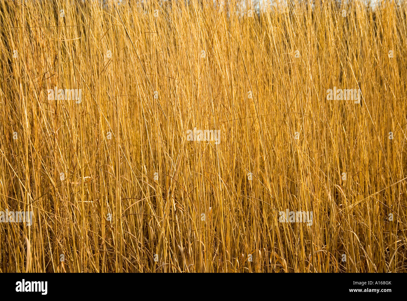 Ecosystem prairie hi-res stock photography and images - Alamy