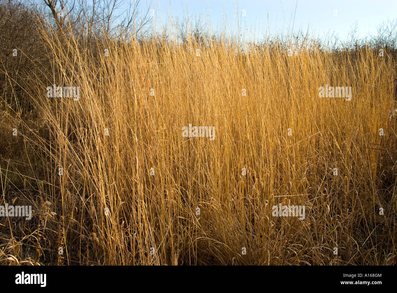 Saw grass prairie hi-res stock photography and images - Alamy