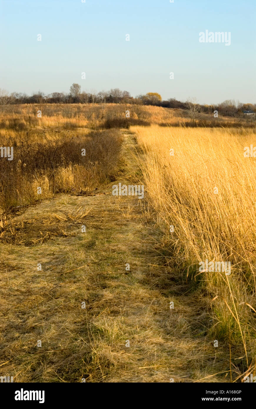 Saw grass prairie hi-res stock photography and images - Alamy