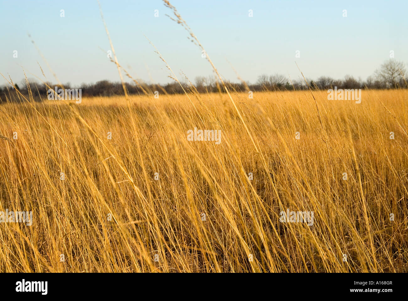 Saw grass prairie hi-res stock photography and images - Alamy