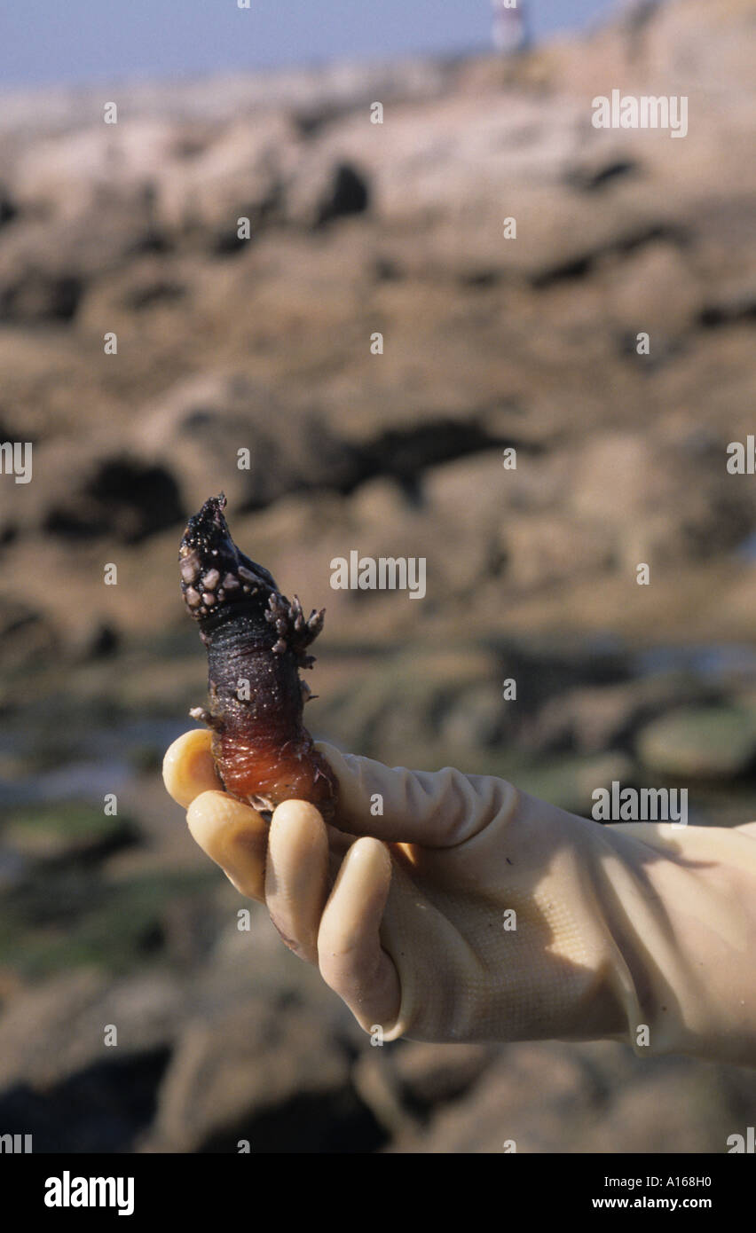 Prized delicacy hi-res stock photography and images - Alamy