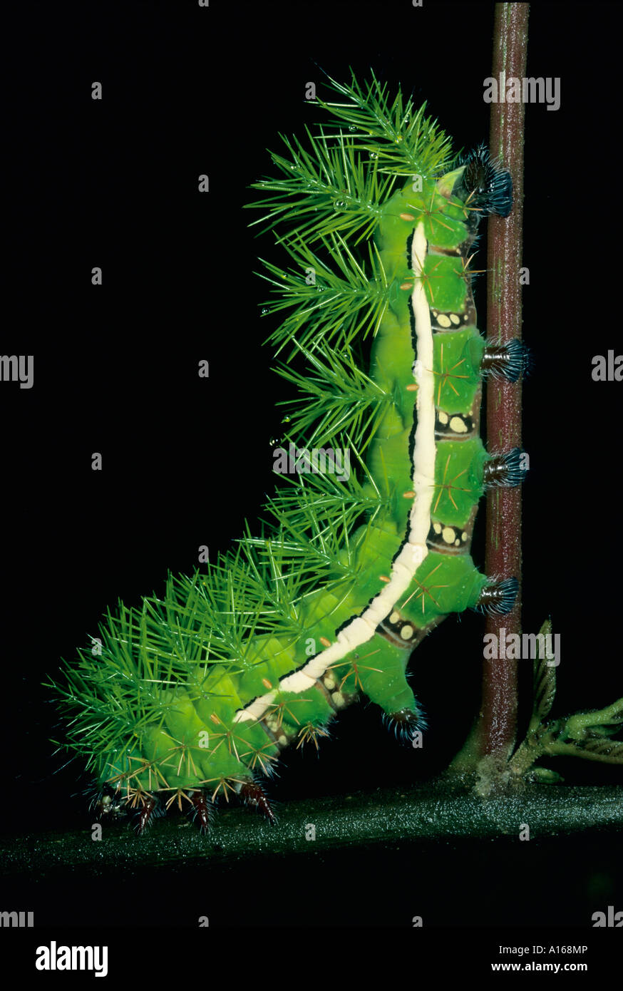 Spiny caterpillars hi-res stock photography and images - Alamy