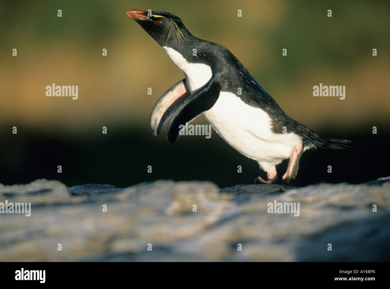 Rockhopper Penguins (Eudyptes chrysocome) Falkland Islands, Hopping ...