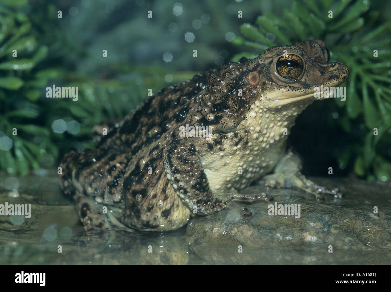 Puerto Rican Crested Toad (Peltophryne lemur) ENDANGERED Captive Stock ...