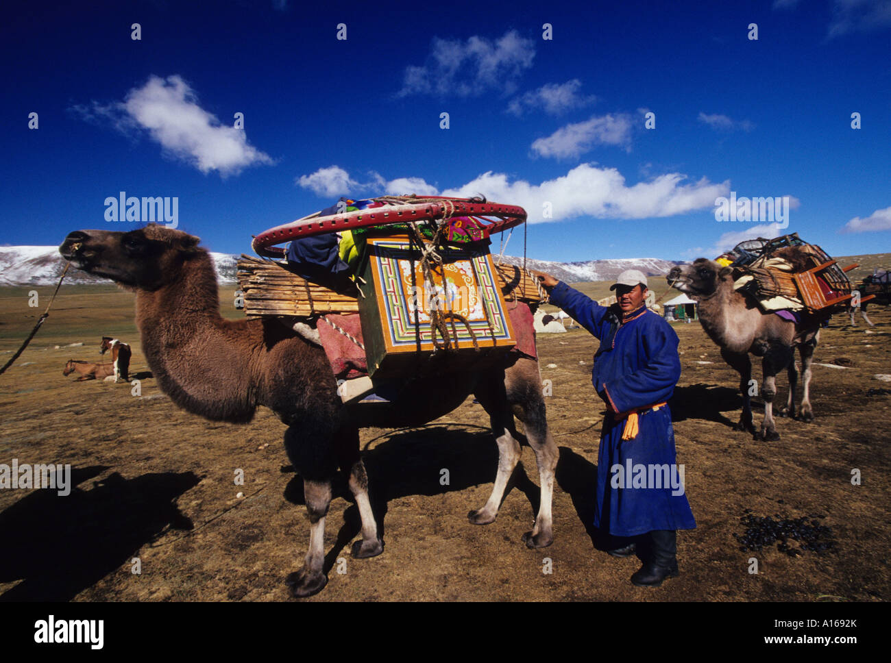 camel caravan mongolia Stock Photo - Alamy