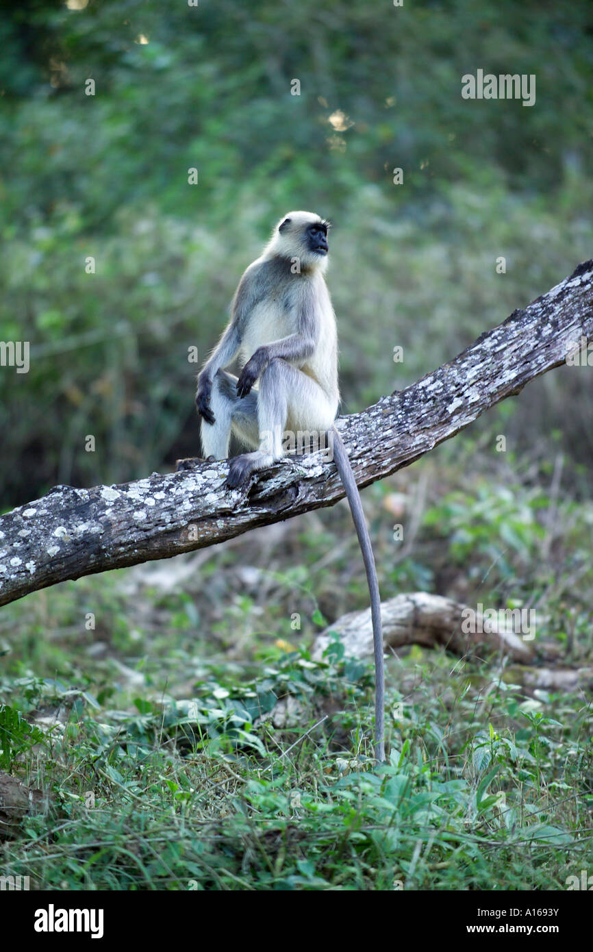 Gray Langur Monkey, Mysore, South India Stock Photo - Alamy