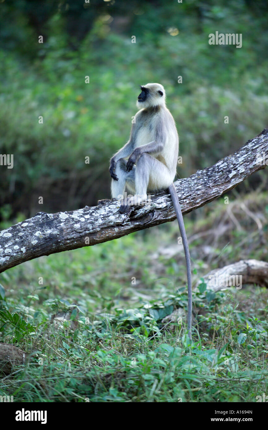 Indian langur image hi-res stock photography and images - Alamy