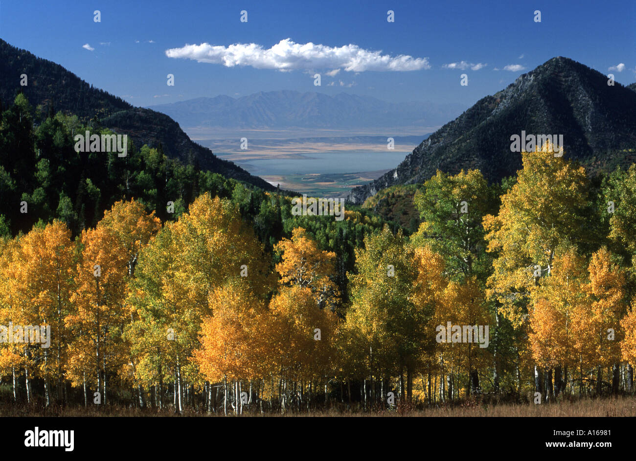 Fall colours in Uinta National Forest and Utah Lake in background, Utah ...