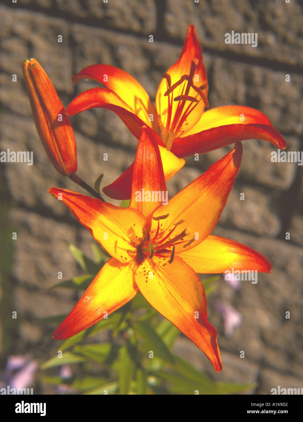 Red and yellow lilly flowers (Sp. Lilium Stock Photo - Alamy