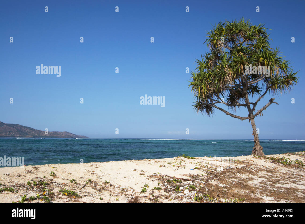 Isolated Tree On Beach Stock Photo - Alamy