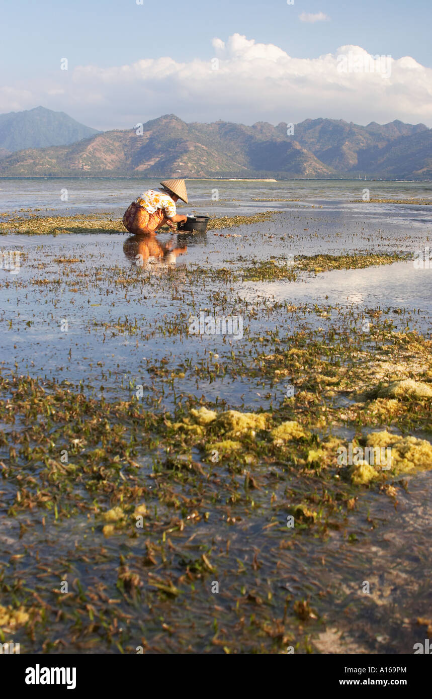Lombok, Shellfish Worker Stock Photo - Alamy