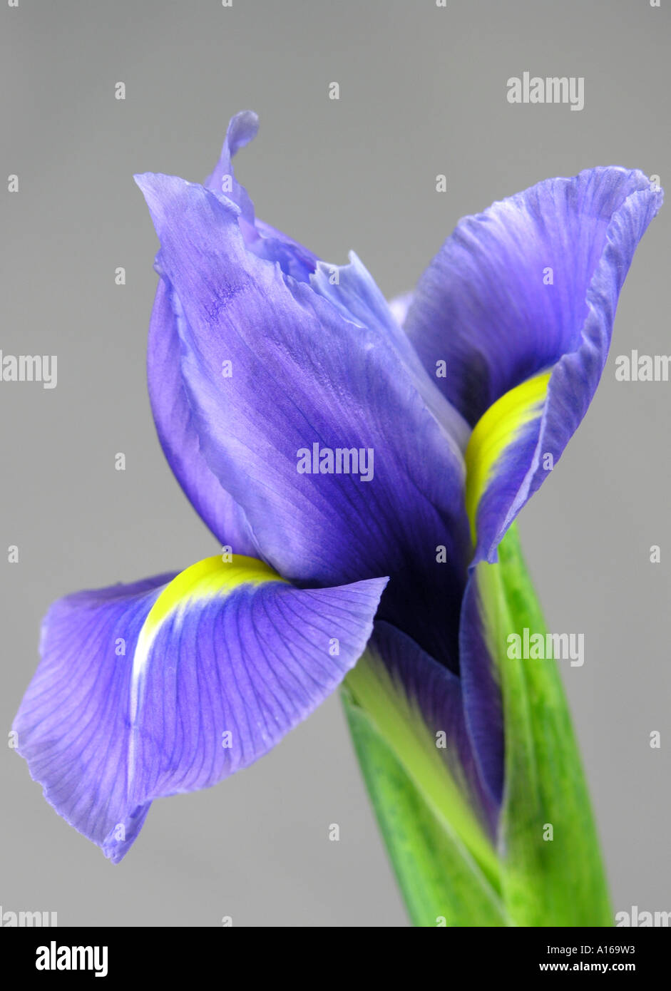 Green one line flower hi-res stock photography and images - Alamy