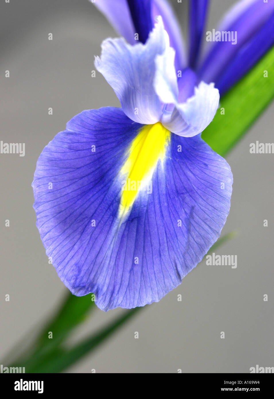 single iris flower Stock Photo - Alamy