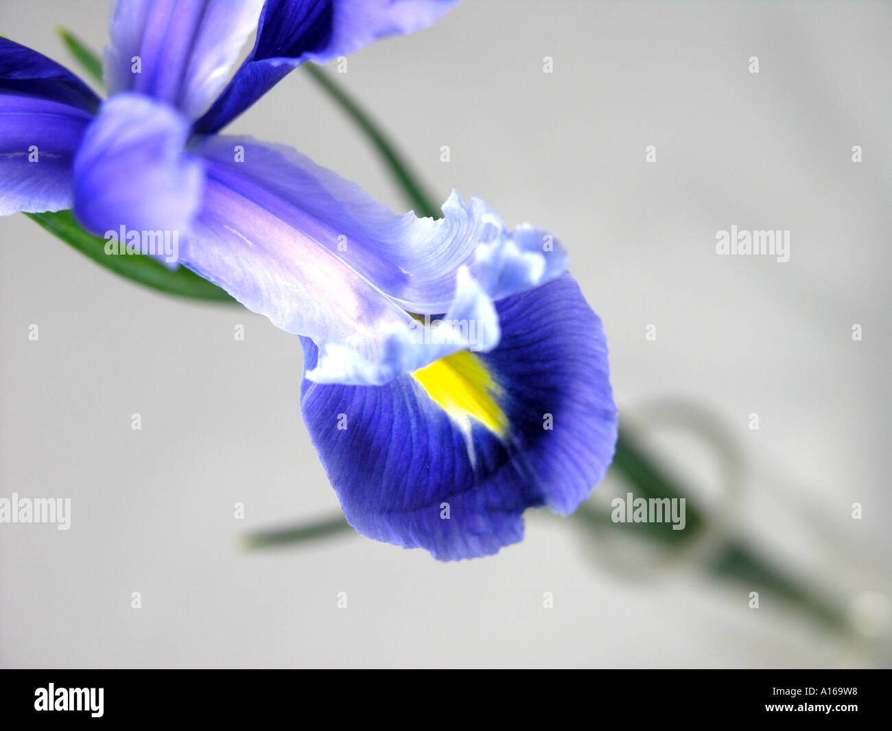 Single Iris Flower in vase Stock Photo - Alamy