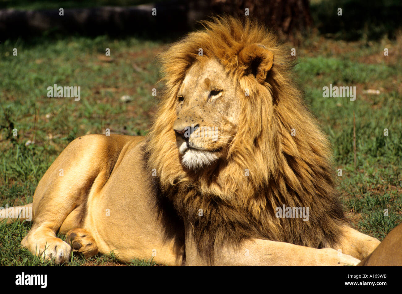 Lion Lions South Africa Kruger Park Group Family Stock Photo - Alamy